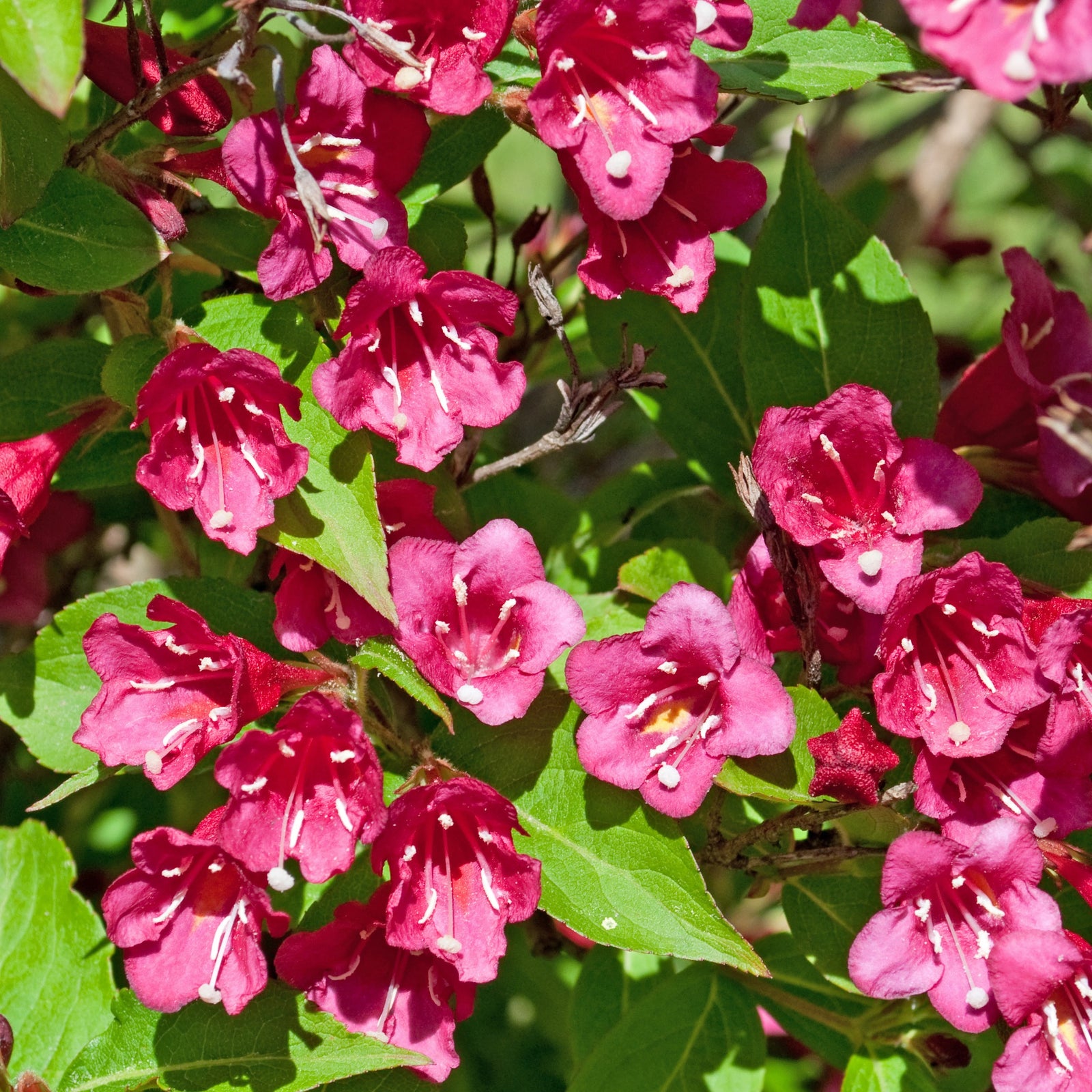 Weigelia Bristol Ruby - Weigela florida Bristol Ruby