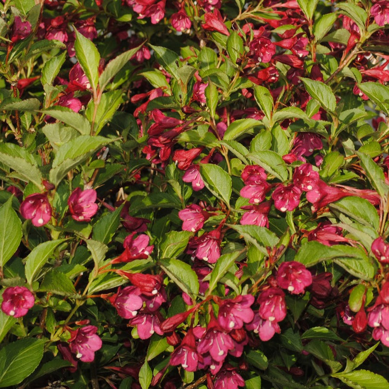 Weigelia Bristol Ruby - Weigela florida Bristol Ruby
