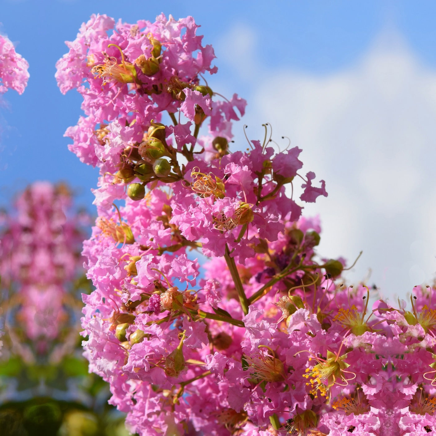 Guide complet sur le lilas des Indes : plantation, entretien et caract