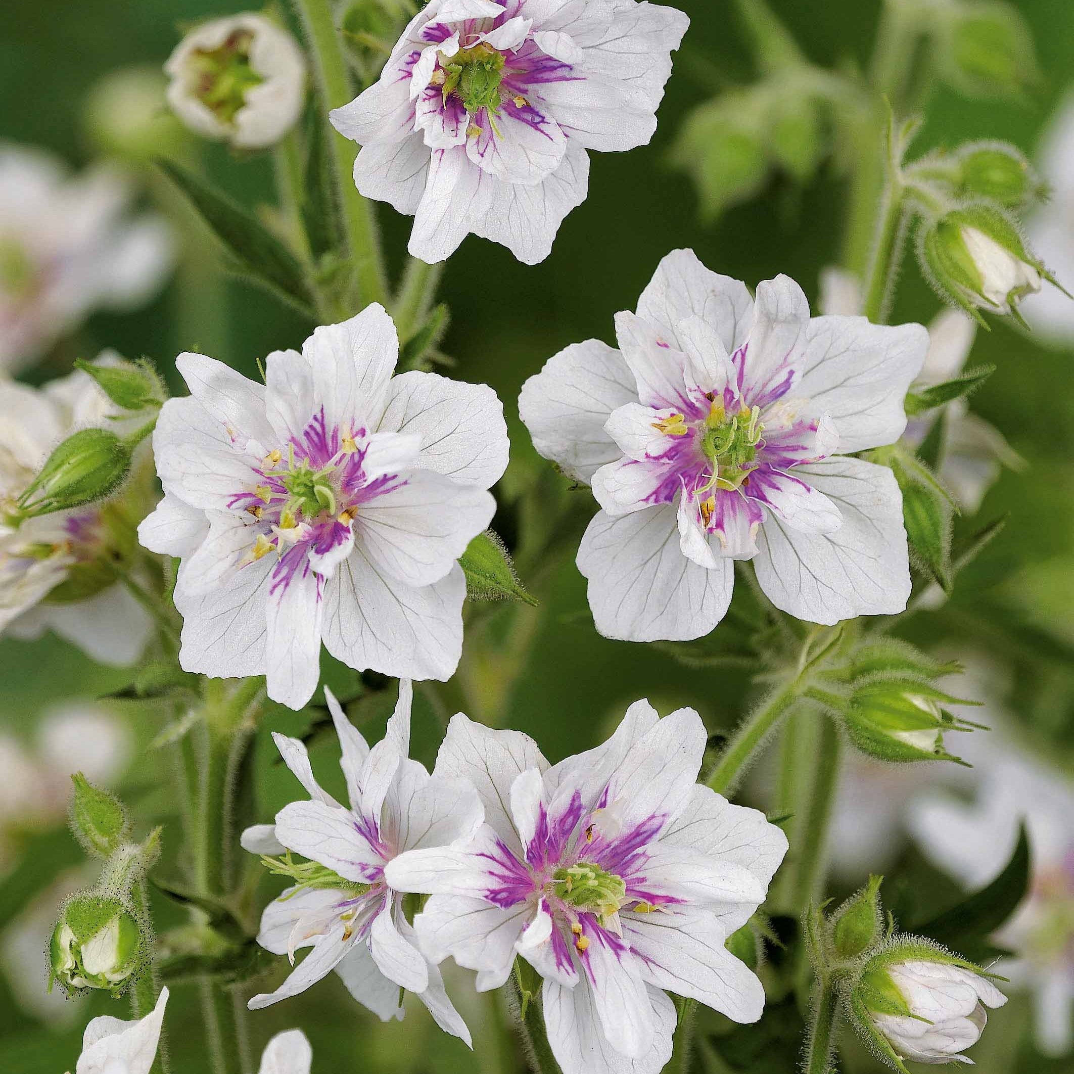 2 Géraniums vivaces doubles blancs - Geranium pratense double jewel