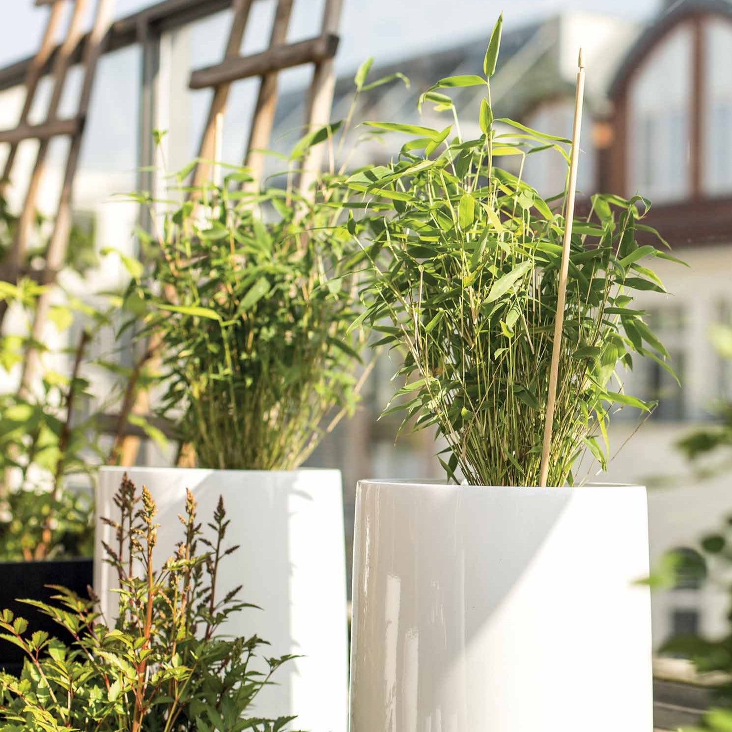 Transformez votre balcon avec des bambous en pots