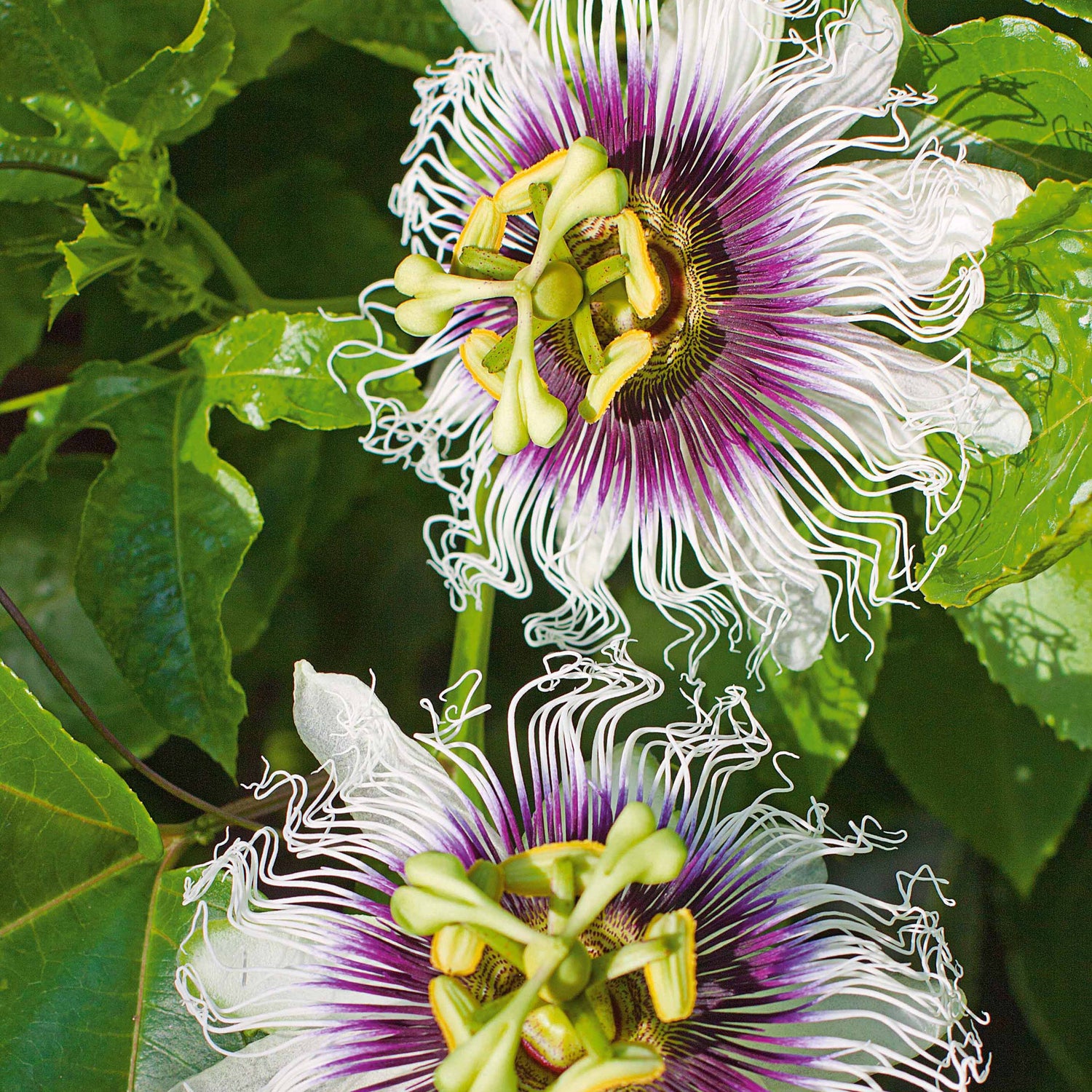 Fruit de la passion Frederick - Passiflora edulis frederick