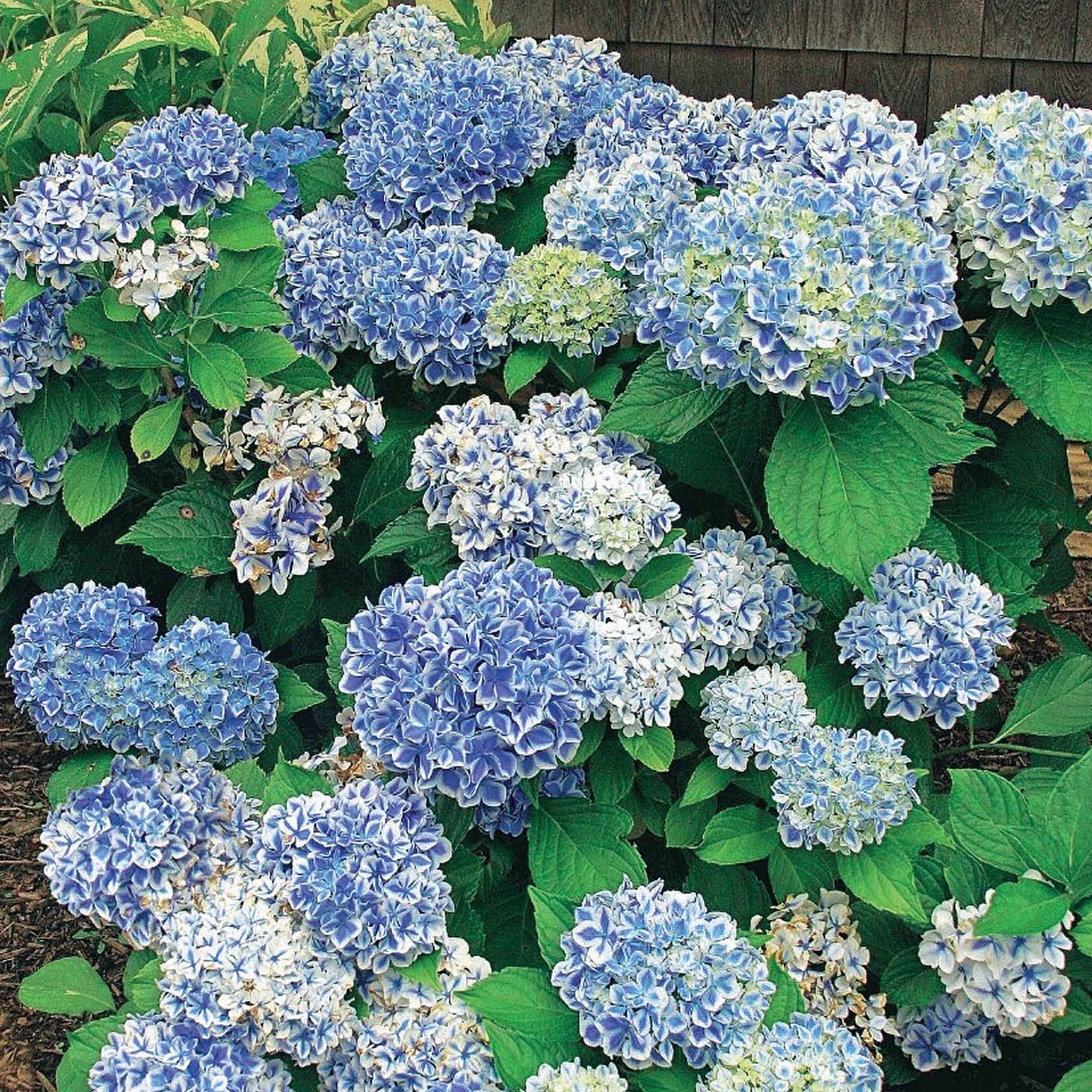 Hortensia Peppermint - Hydrangea macrophylla peppermint