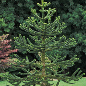 Pin parasol - Pinus pinea