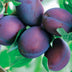 Prunier Président - Prunus domestica president