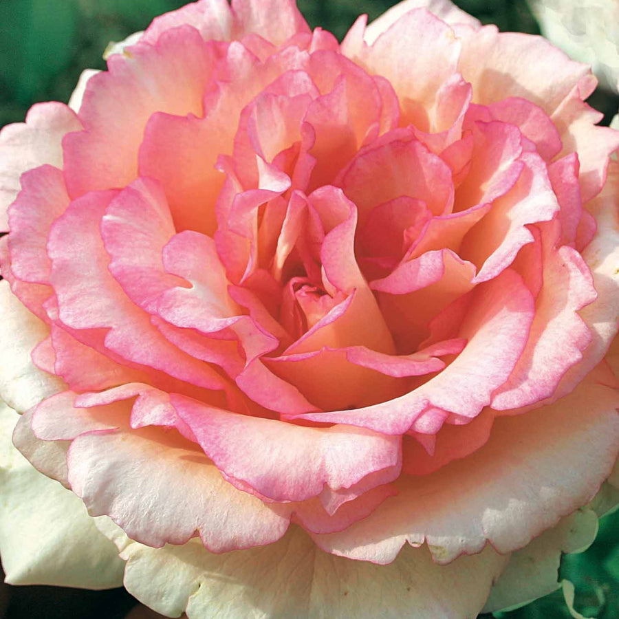 Rosier buisson Augusta Louise - Rosa augusta louise