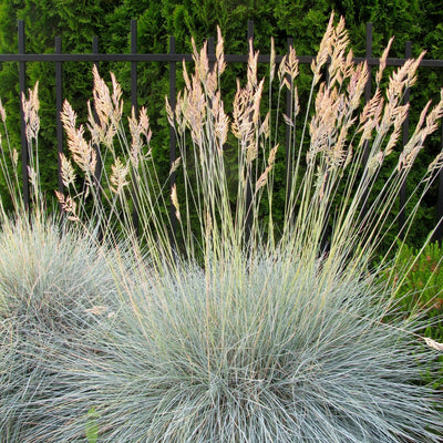 Stipa tenuissima - Cheveux d'ange - Stipa tenuissima