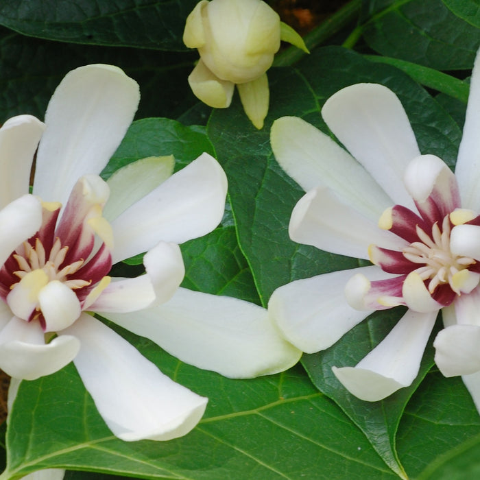 Arbre aux anémones Venus - Sinocalycanthus venus