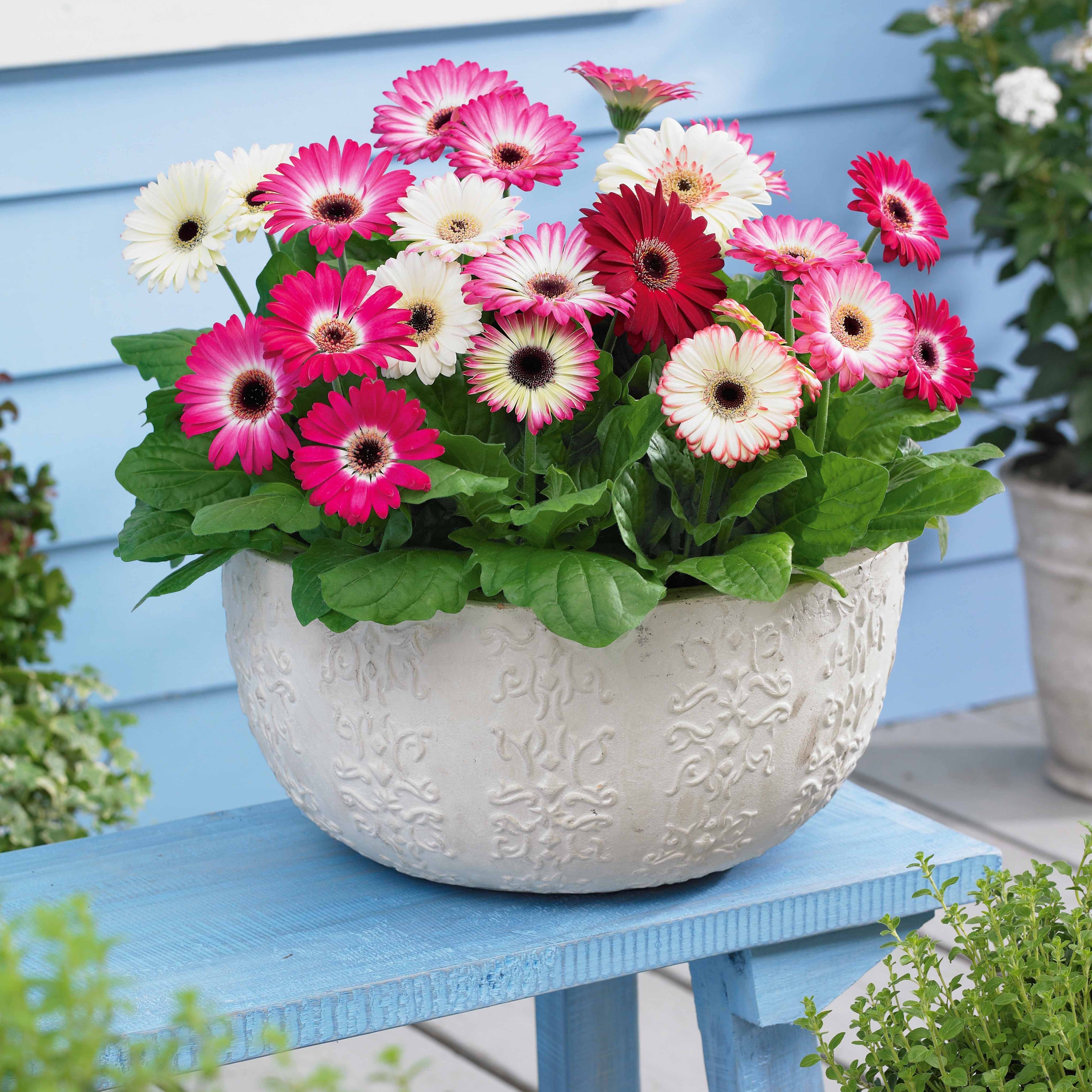 3 Gerberas pastel - Gerbera sophisticated