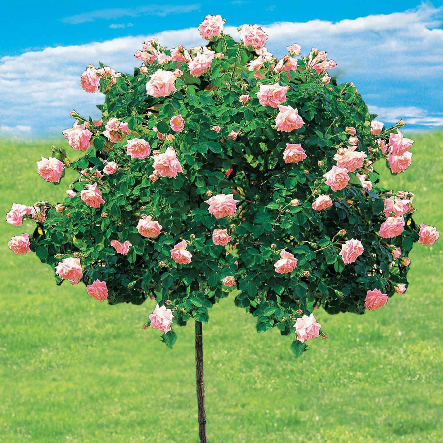 Rosiers sur tige | Achat, Vente en ligne - Willemse
