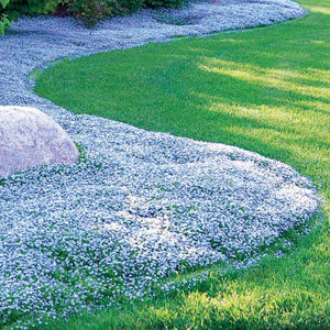 Saxifrage mousse Peter Pan - Saxifraga peter pan