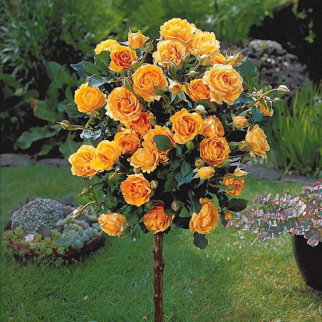 Rosier sur tige Osiria - Rosa osiria