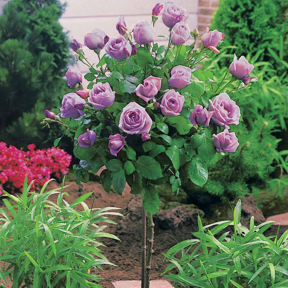 Rosiers sur tige | Achat, Vente en ligne - Willemse