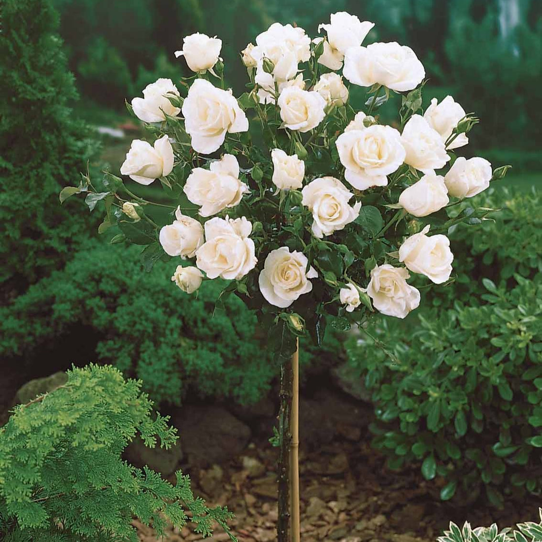 Rosier sur tige Osiria - Rosa osiria