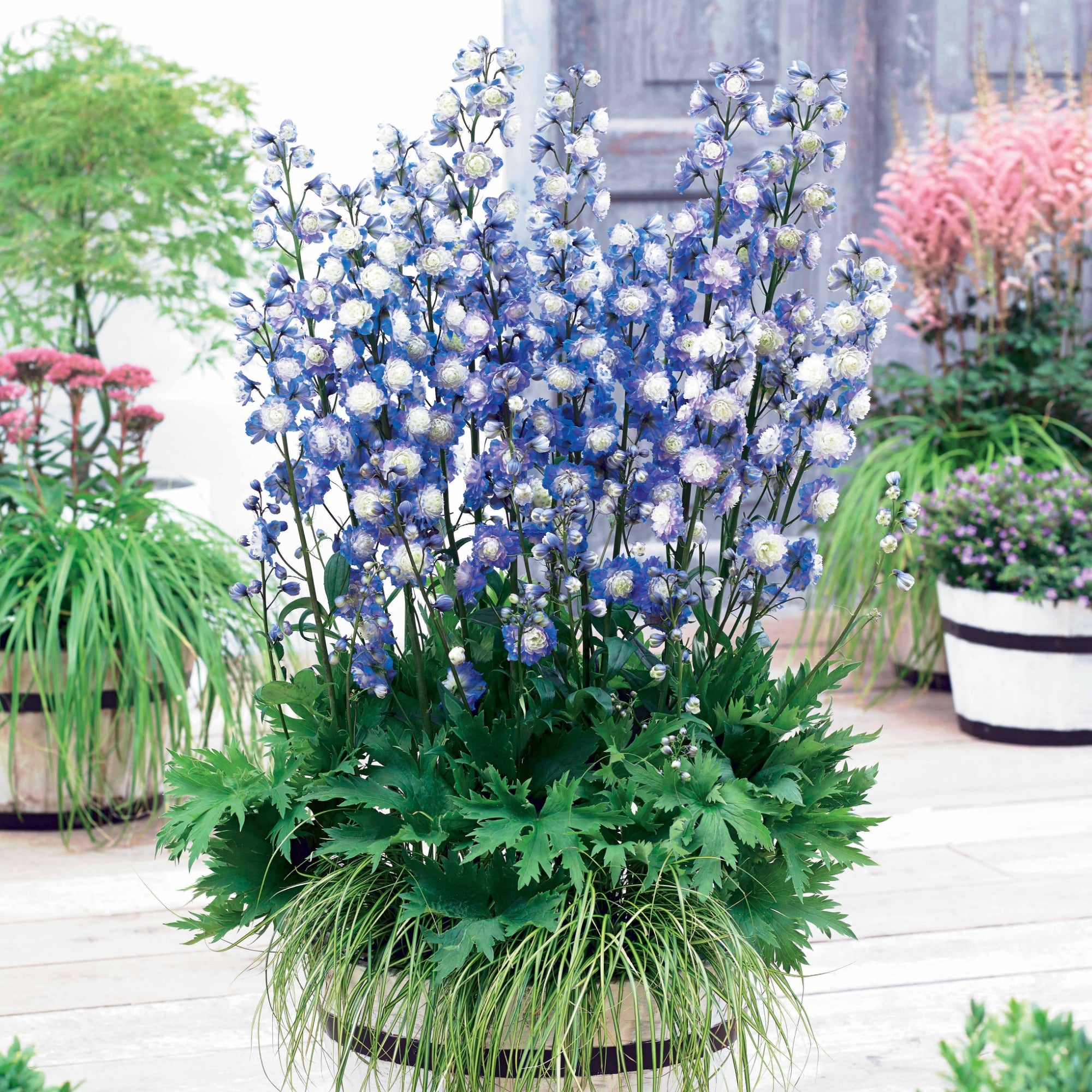 Delphinium Highlander® Bolero - Delphinium highlander® bolero