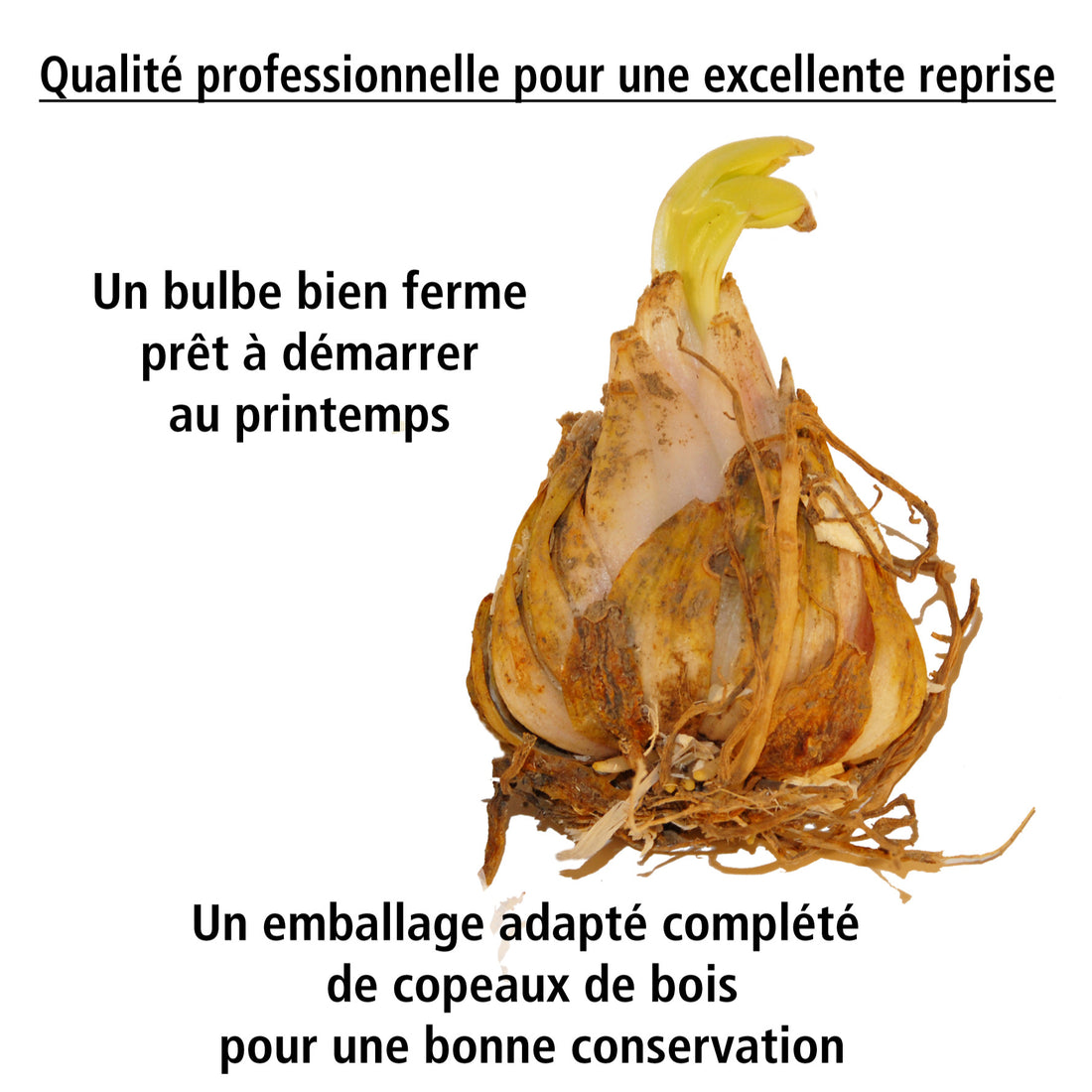 Bulbes Lis Fusion - Lilium fusion