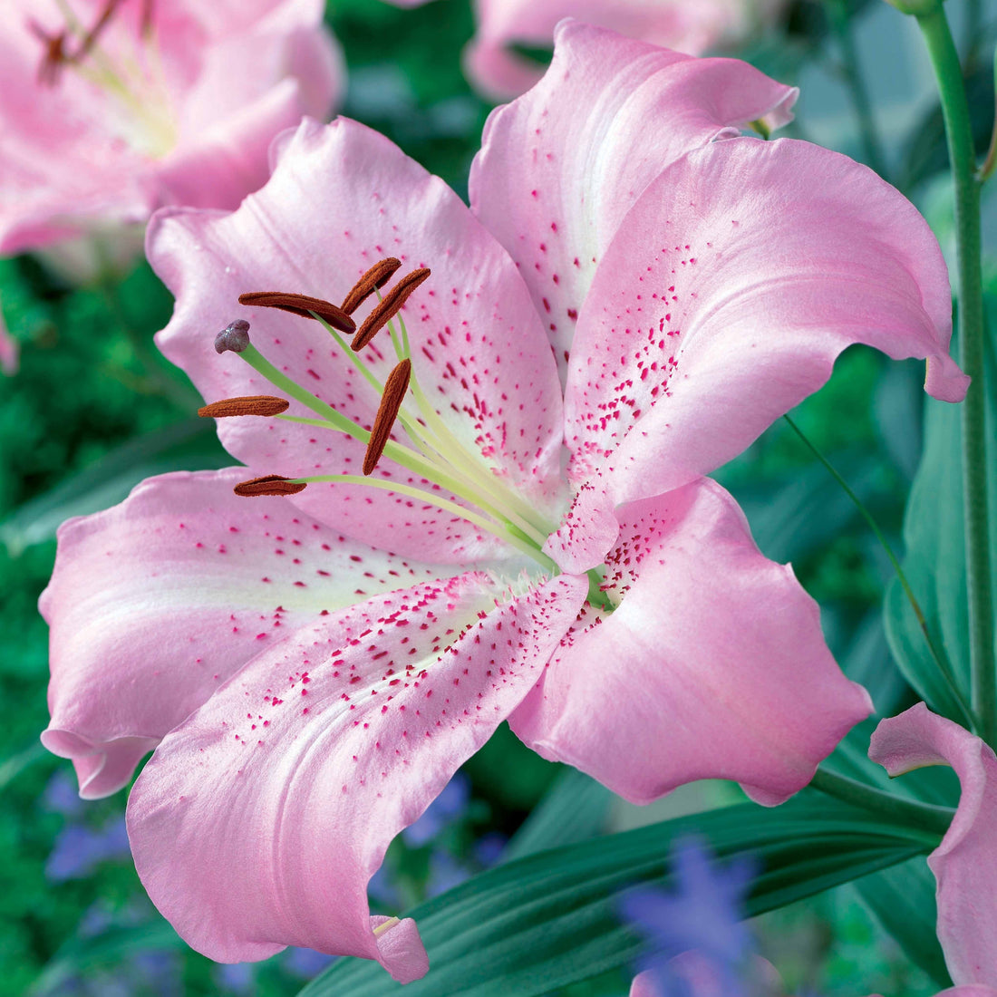 Bulbes Lis asiatiques Levi - Lilium 'levi'
