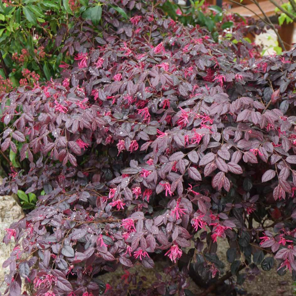 Loropétale Black Pearl - Loropetalum chinense black pearl