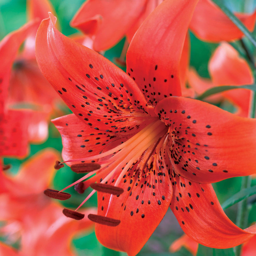 Bulbes 3 Lis tigrés La vie en rouge - Lilium trigrinum red life