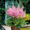 3 Astilbes Nouvelle vague - Astilbe new wave