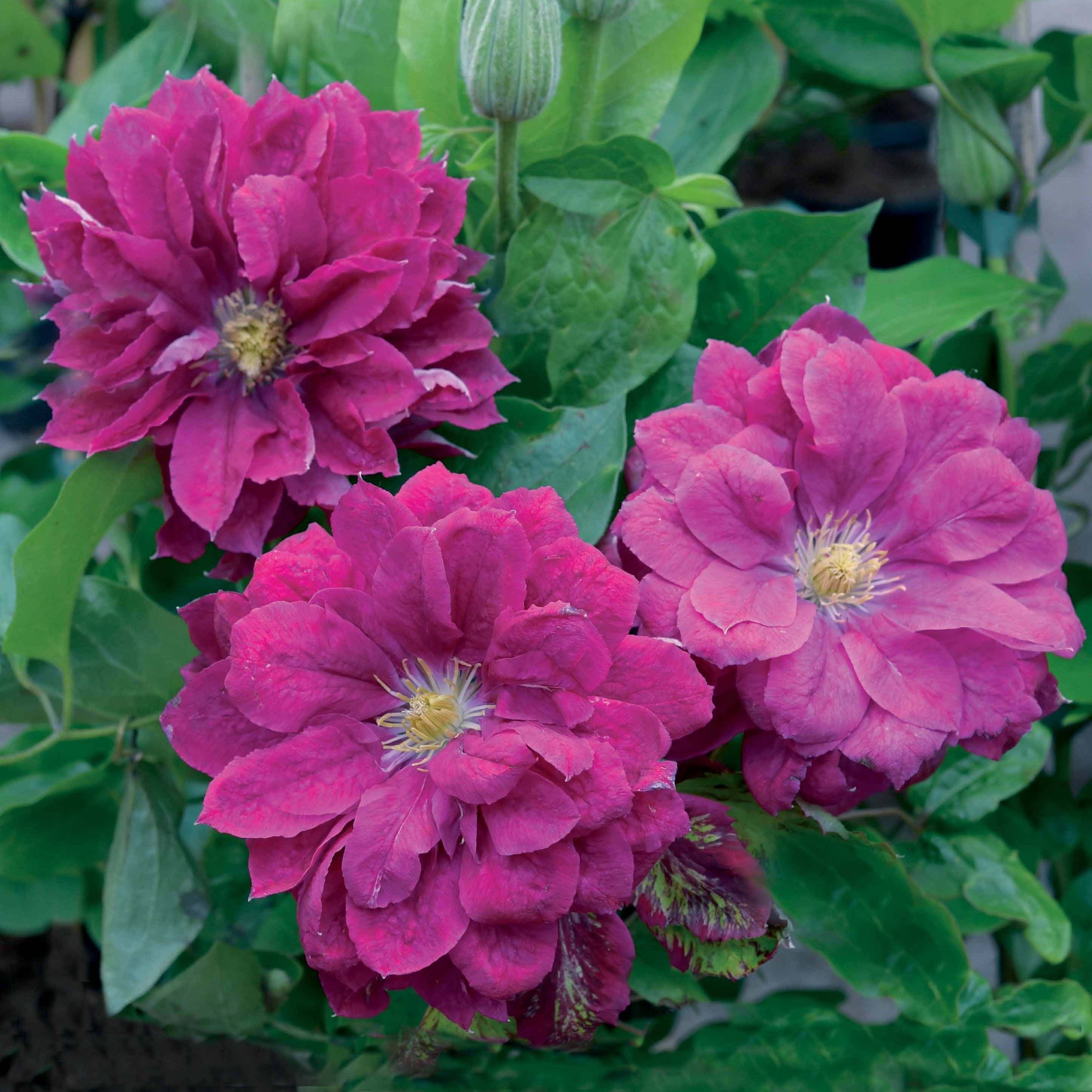 Clématite Red Star - Clematis red star