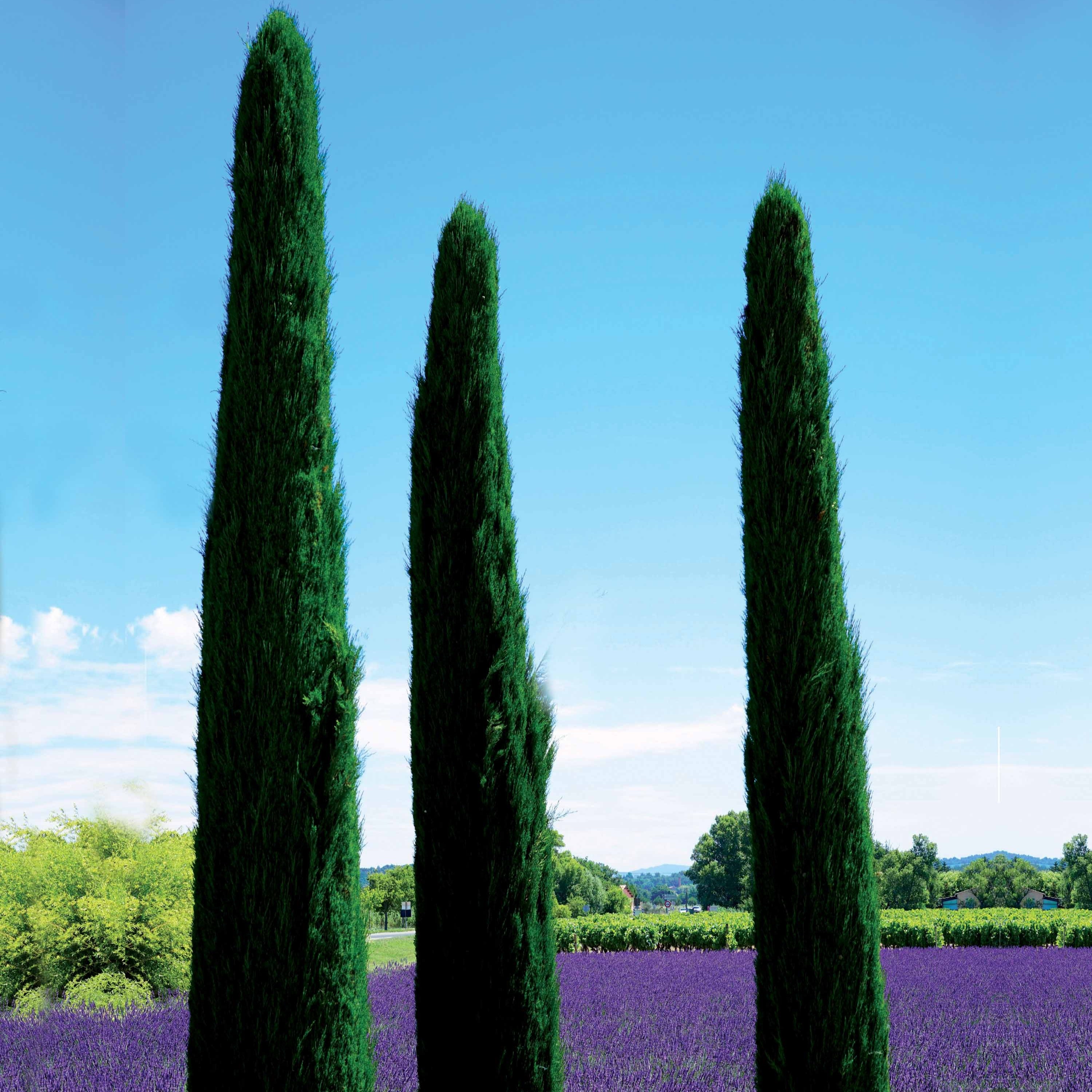 Techniques de taille et de soin pour entretenir votre haie de cyprès