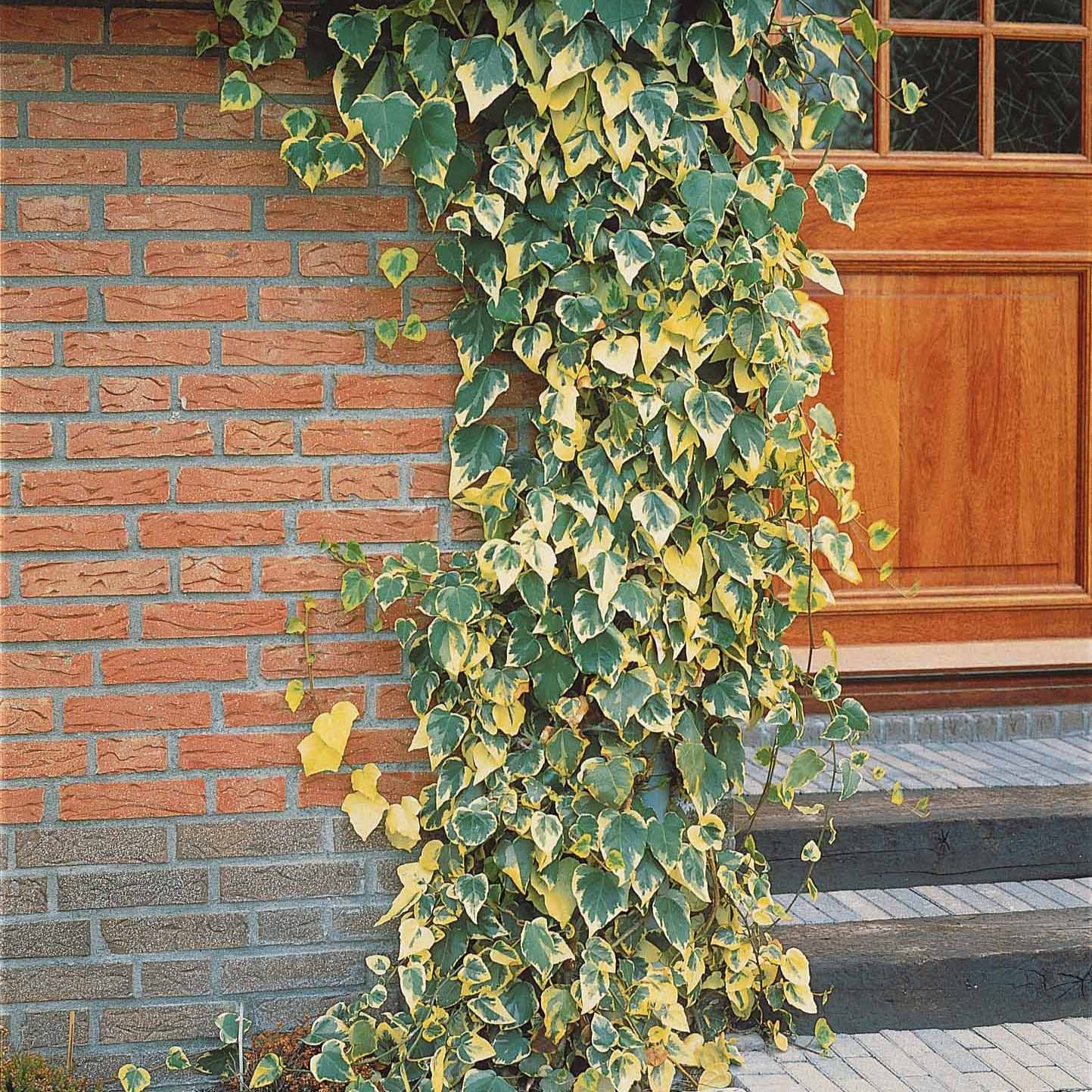 Lierre de Colchide panaché - Hedera colchica dentata variegata