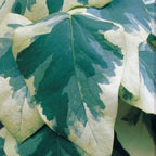 Lierre de Colchide panaché - Hedera colchica dentata variegata