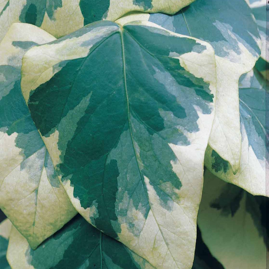 Lierre de Colchide panaché - Hedera colchica dentata variegata