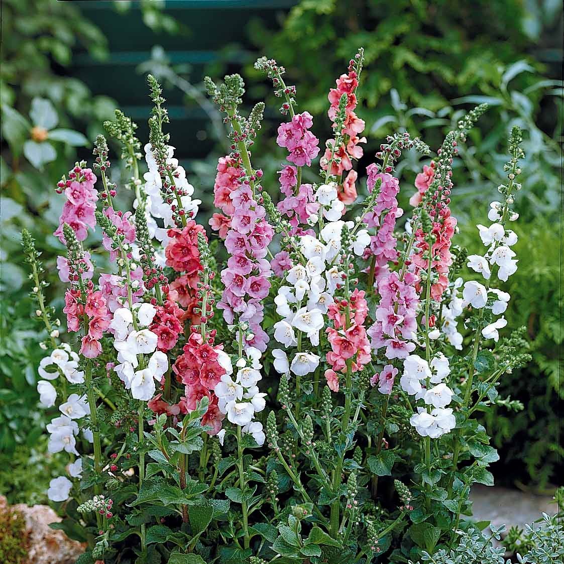 2 Molene en melange - Verbascum phoeniceum