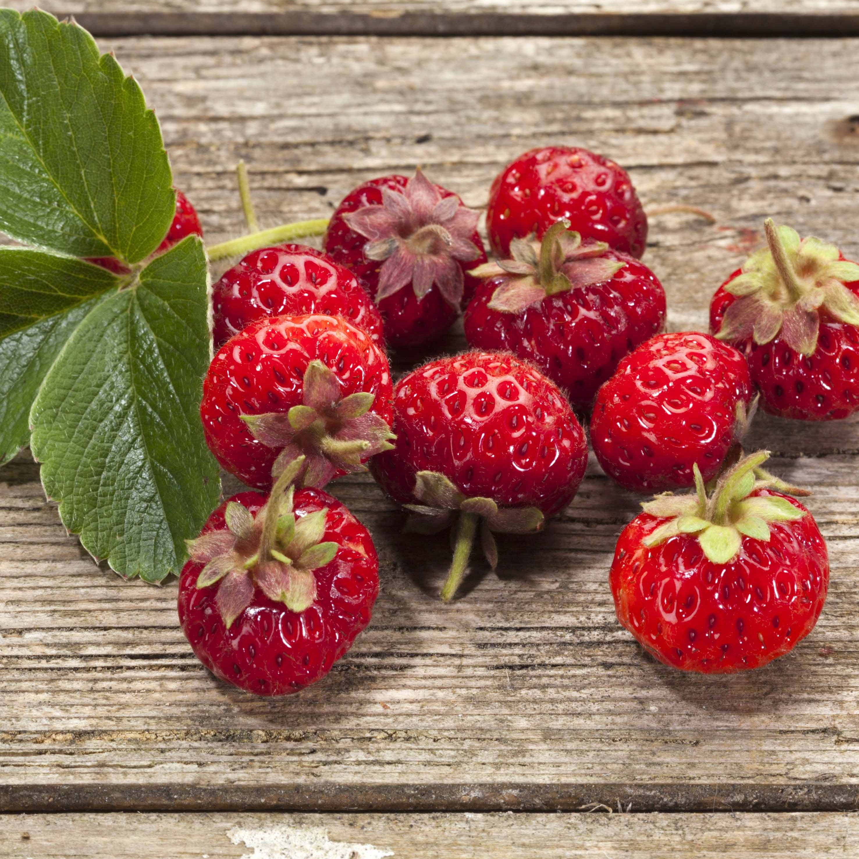 2 Fraisiers Framberry ® - Fragaria framberry®