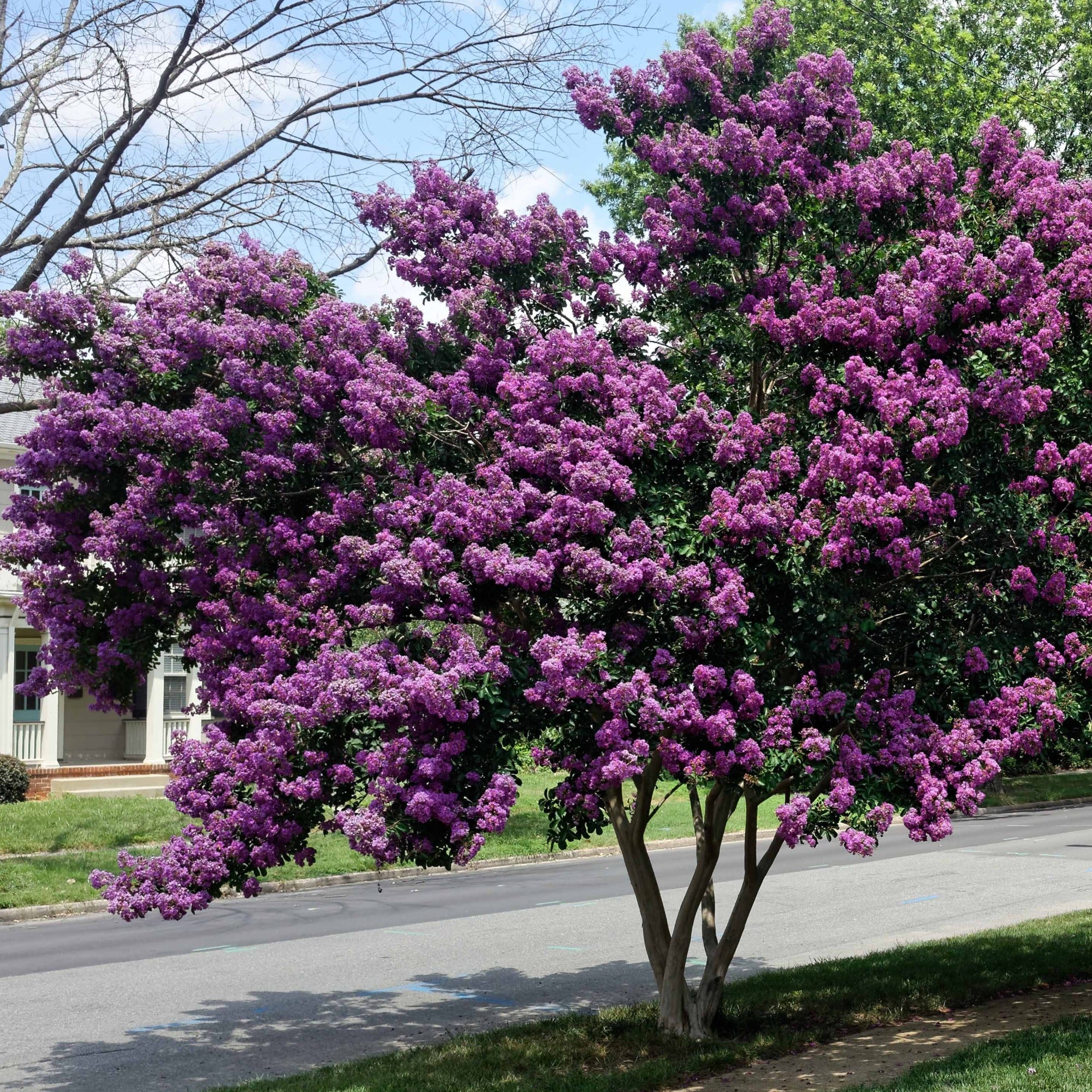 Guide complet sur le lilas des Indes : plantation, entretien et caract