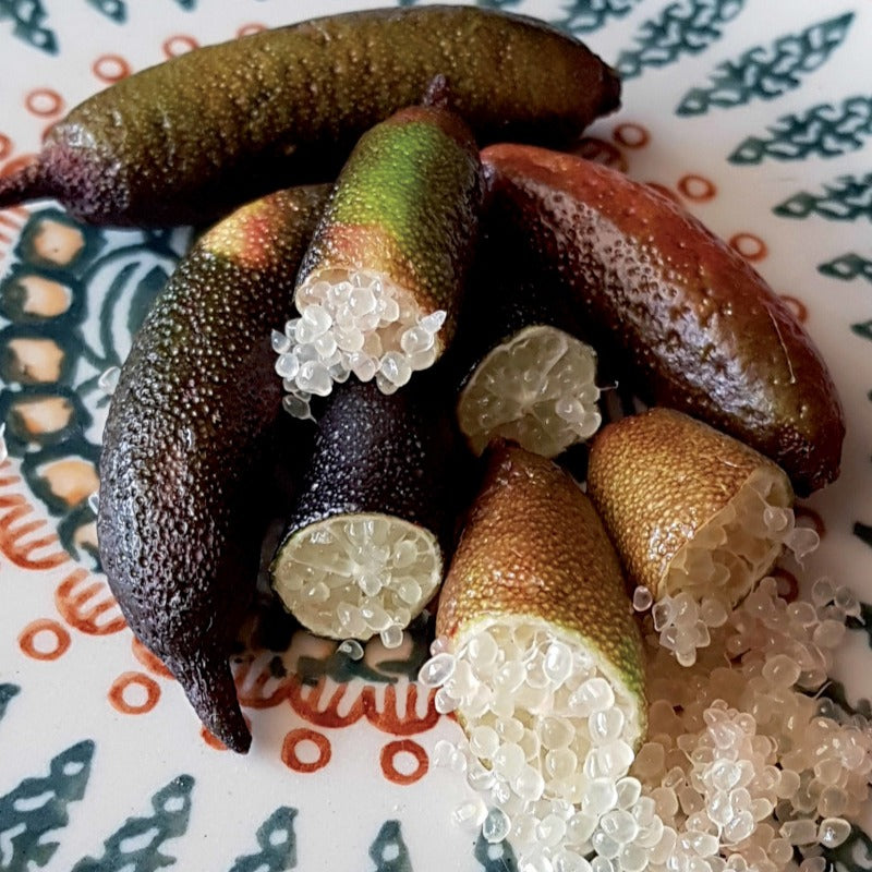 Explorez les différentes variétés de citronniers