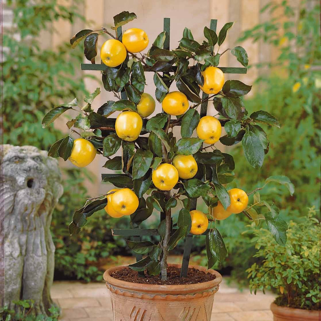 Pommier | Achat, Vente en ligne - Willemse