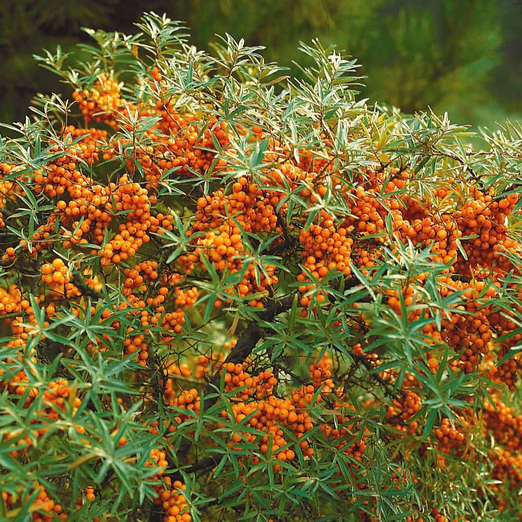 Argousier - Hippophae rhamnoides