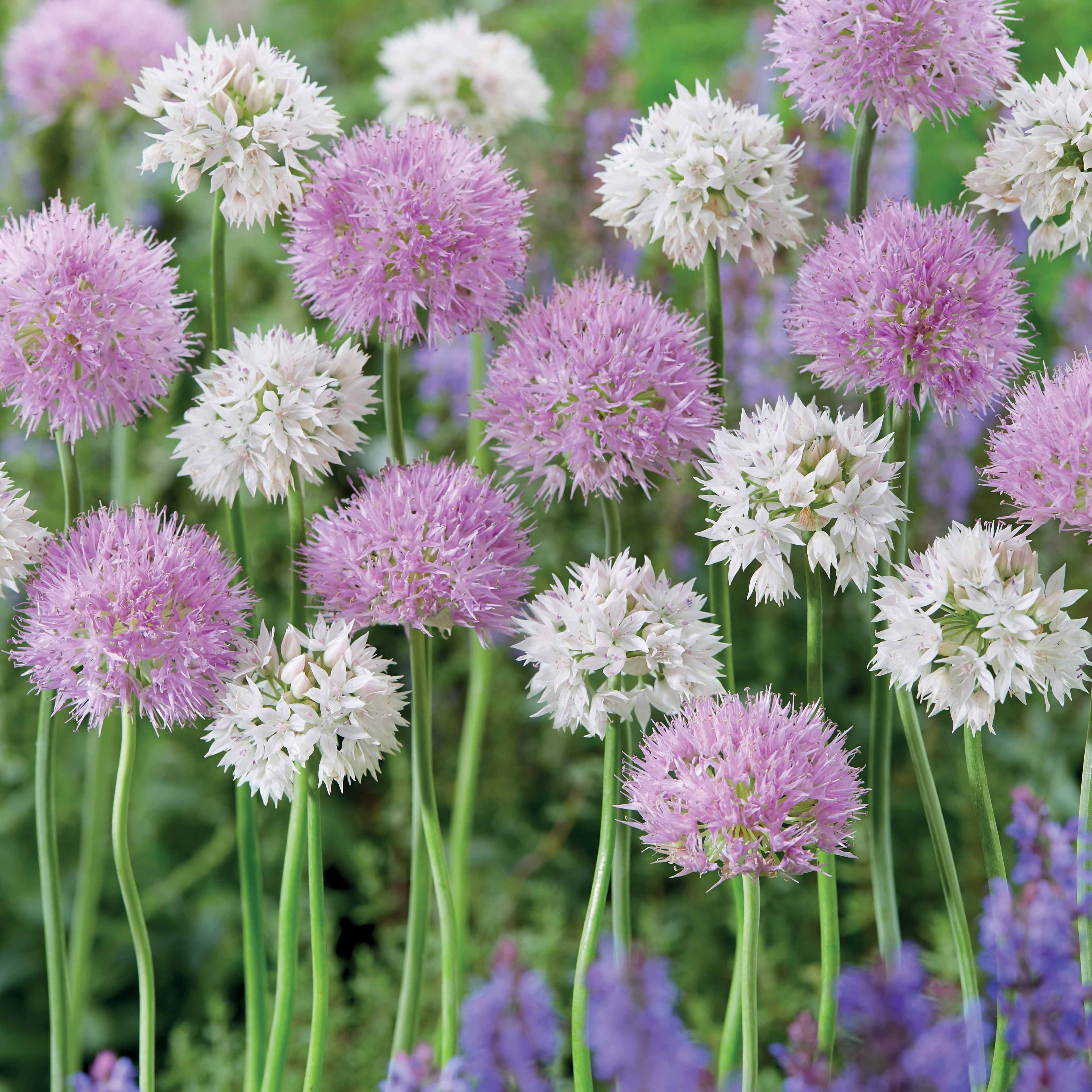 Bulbes 10 Alliums Rosy Dream - Allium carolinianum rosy dream