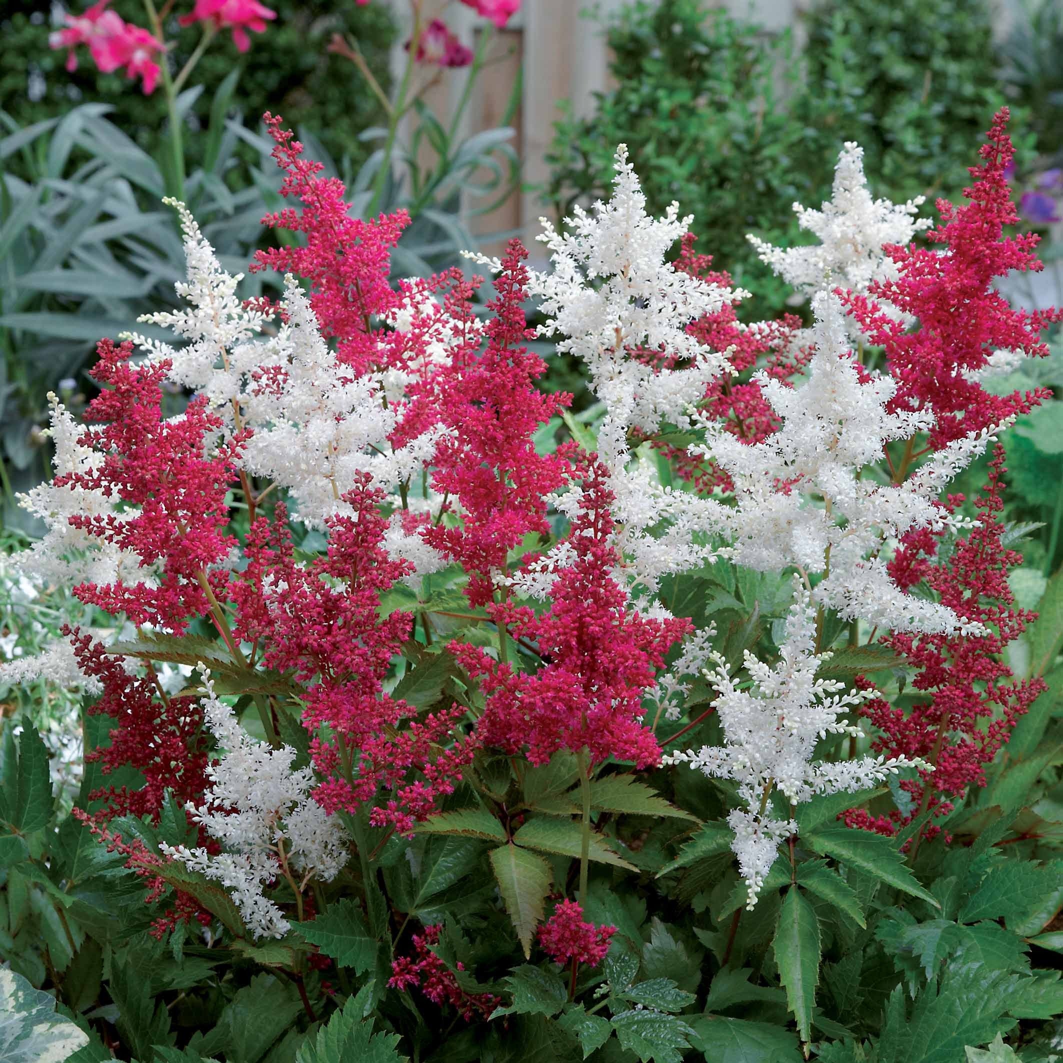 2 Astilbes - Astilbe
