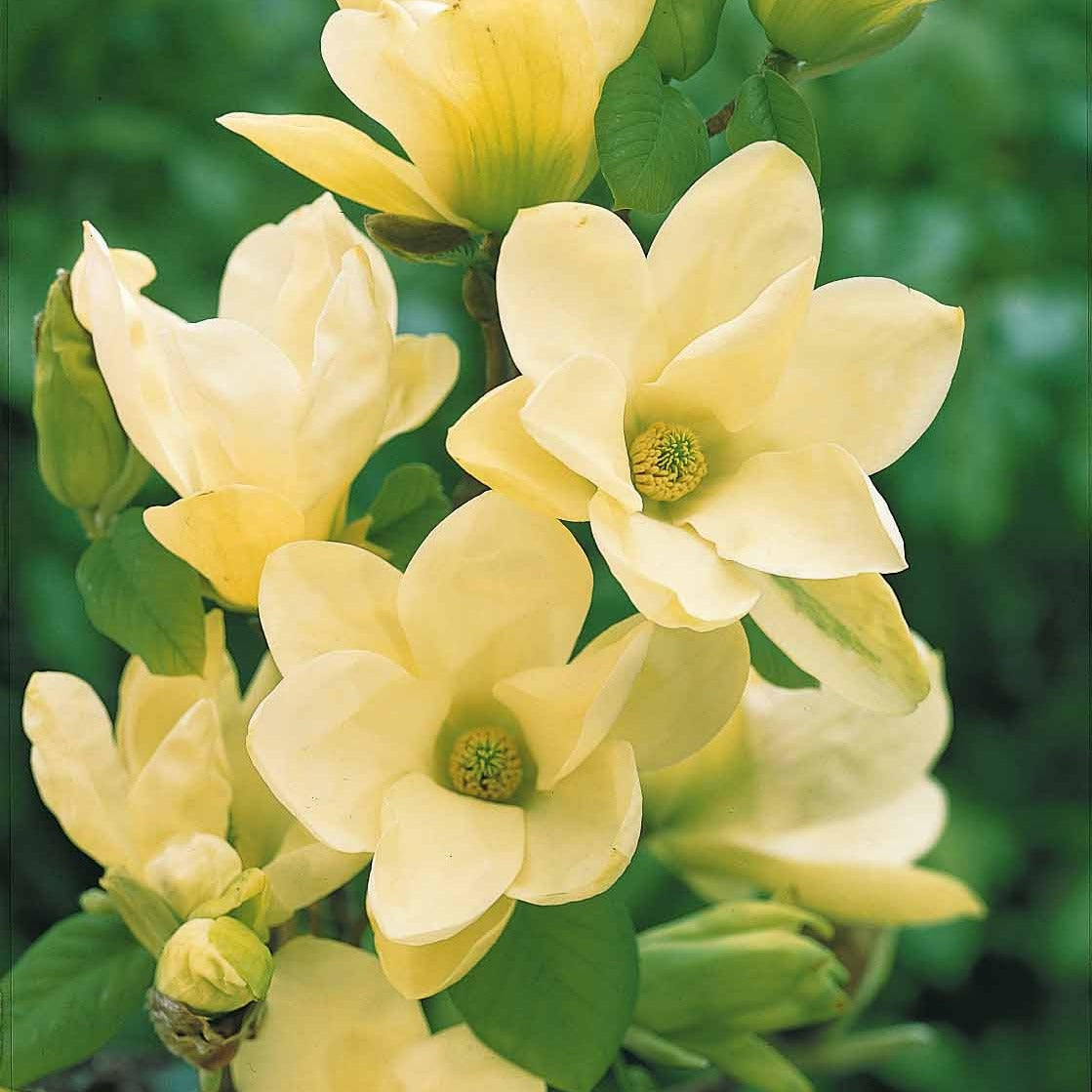 Magnolia Yellow Lantern - Magnolia yellow lantern