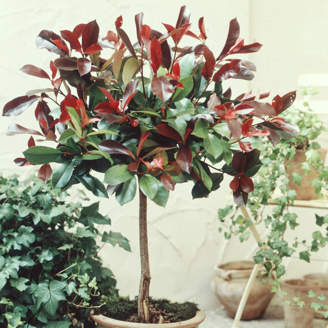 Créez une magnifique haie avec le photinia : Conseils et astuces