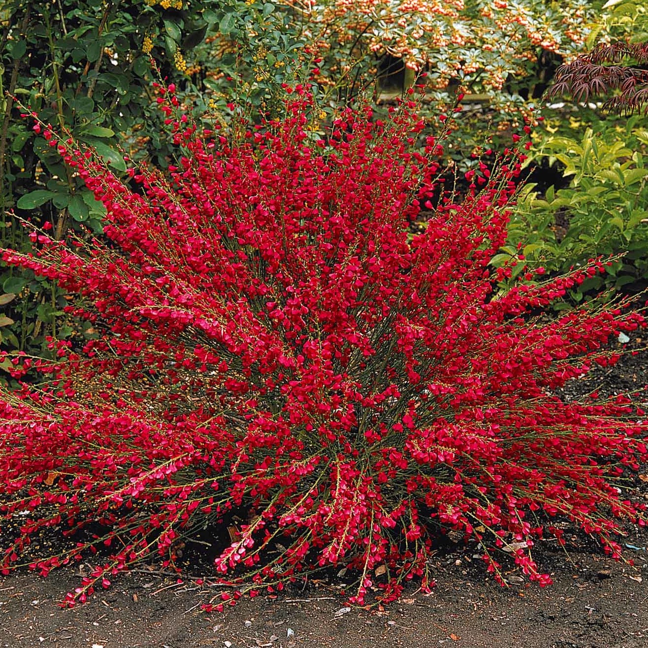 Genêt rouge - Cytisus praecox boskoop ruby