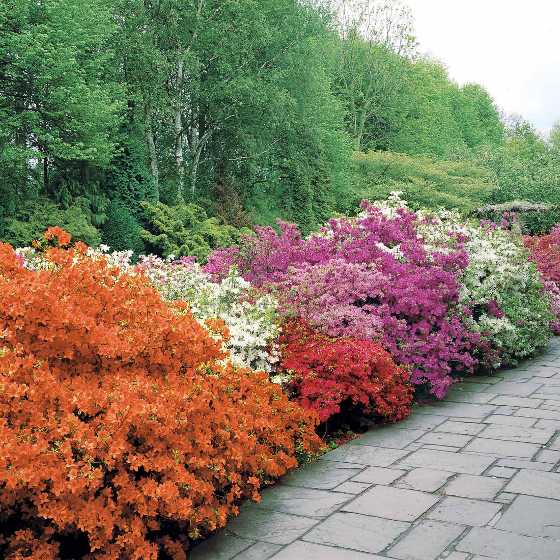 Azalée du Japon rose - Azalea japonica pink