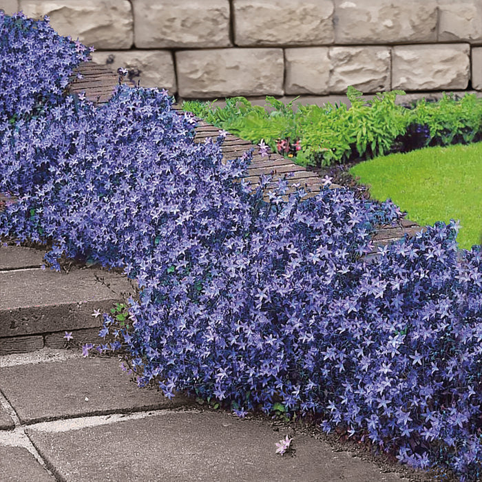 Géranium lierre double rouge - Pelargonium peltatum red