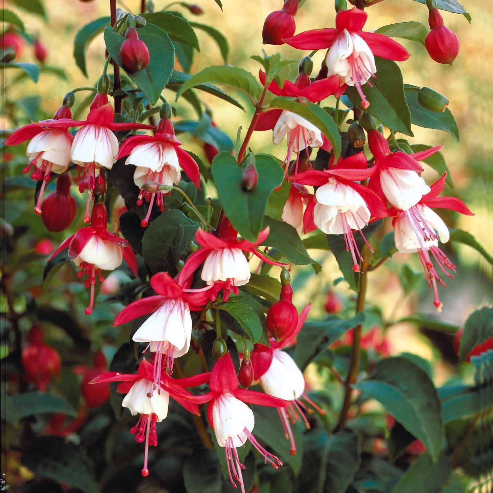 Fuchsia Mme Cornelissen - Fuchsia madame cornelissen