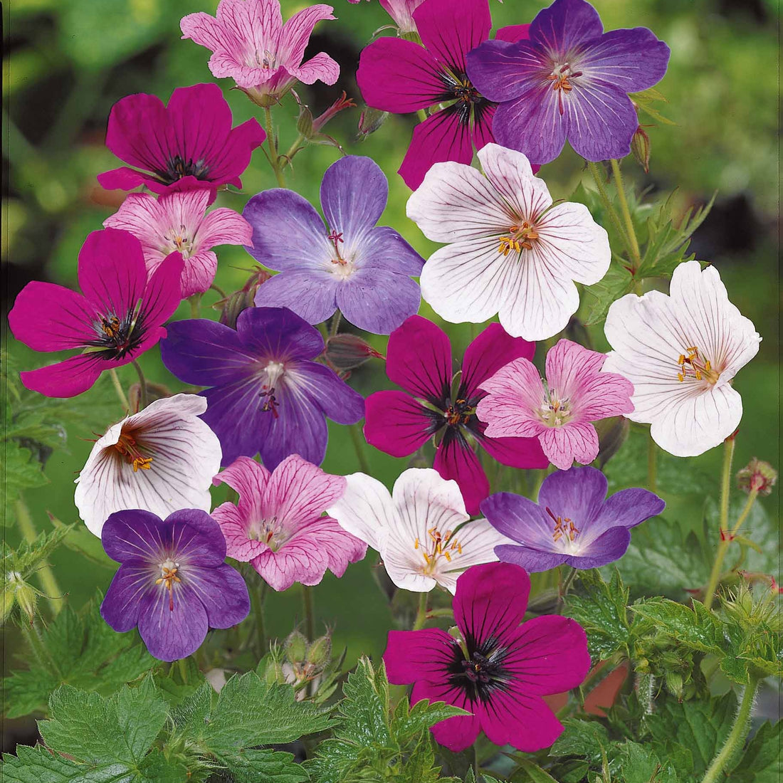 3 Géraniums vivaces Spessart - Geranium macrorrhizum Spessart