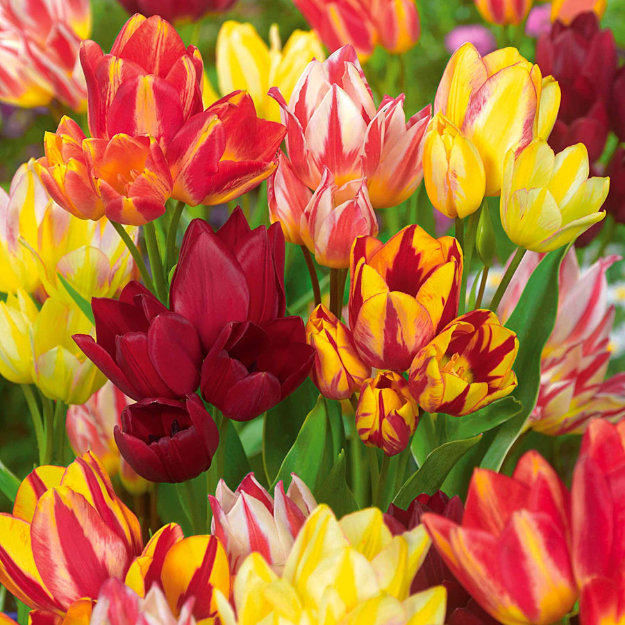 Bulbes 7 Tulipes Pluriflores Candy Club - Tulipa 'candy club'