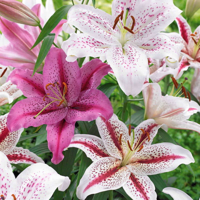 Bulbes Collection de 6 Lis (Beverly Dreams, Mister Pistache) - Lilium ...