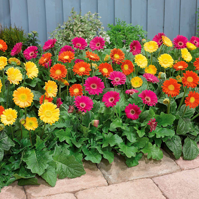 3 Gerberas pastel - Gerbera sophisticated