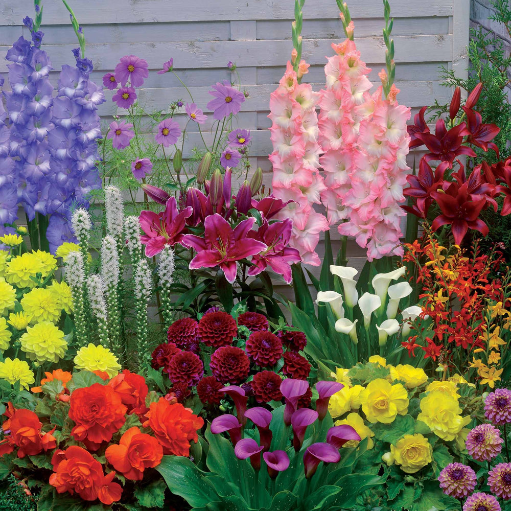 Bulbes 40 Bulbes de fleurs Bordure Bleue en mélange - Iris, Muscari ...