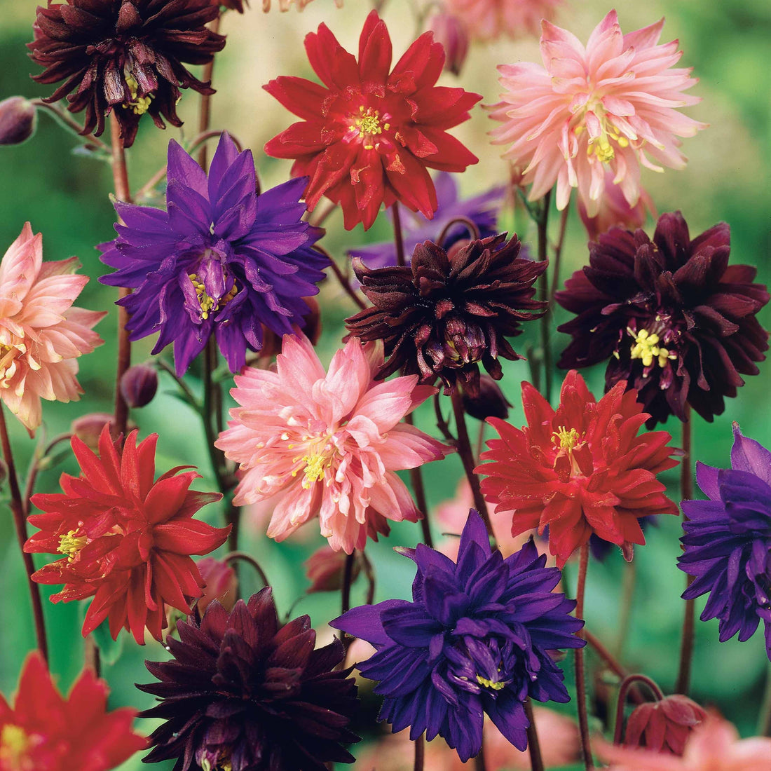 Ancolie Nora Barlow - Aquilegia nora barlow