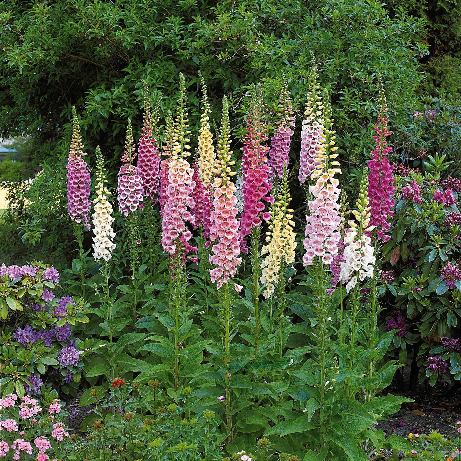 3 Digitales en mélange - Digitalis purpurea